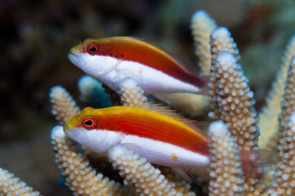 Welcome « The Fish Ecology Lab